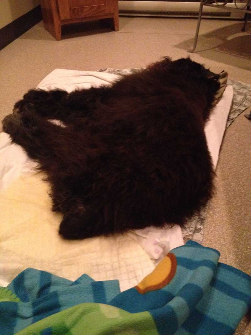 Today is Kumas Death Day